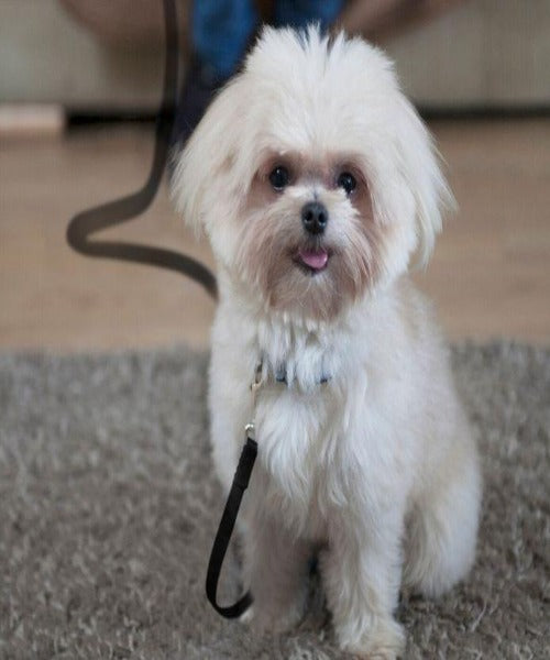 Company of Animals Puppy Training Line 2,5m – The Pet & Tack Shop