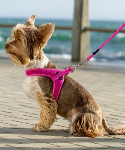 Rogz Fast-Fit Harness for Dogs – The Pet & Tack Shop