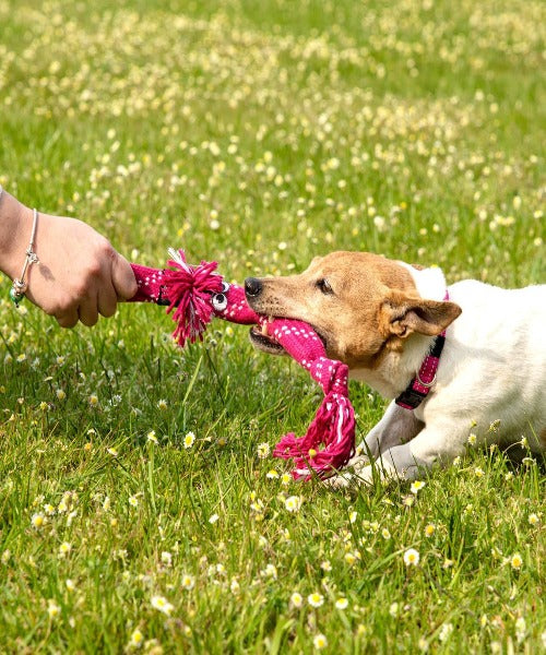 Rogz Scrubz Oral Care Dog Toy – The Pet & Tack Shop